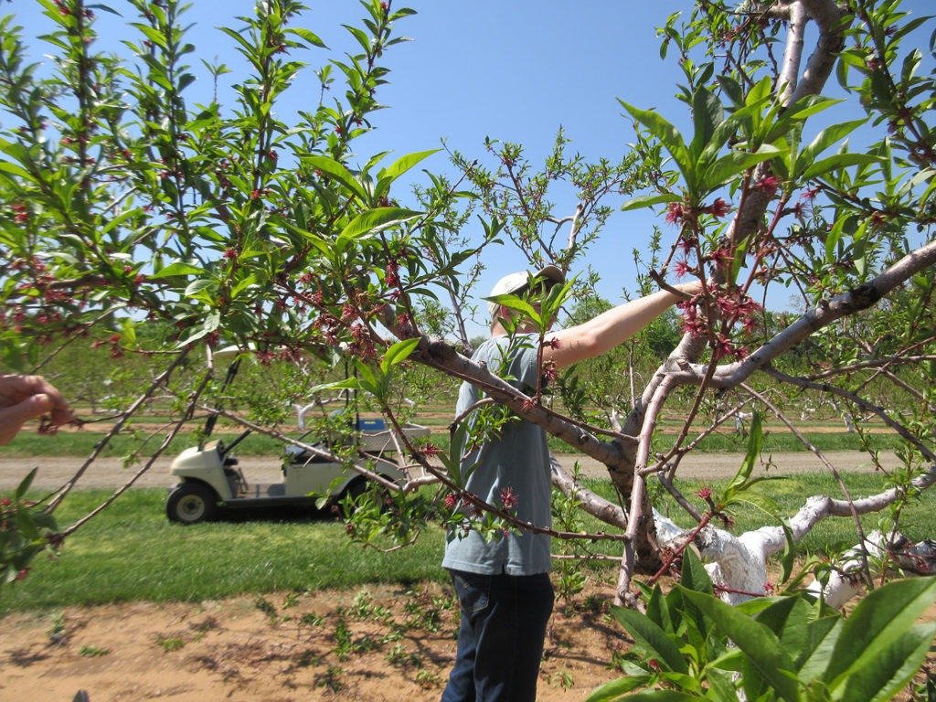 Thinning-peaches - Eastmont Orchards